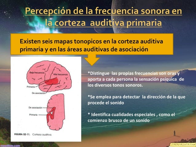 Sentido De La Audicion Tema 52 | PPT