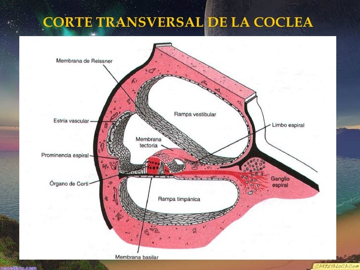 Sentido De La Audicion Tema 52