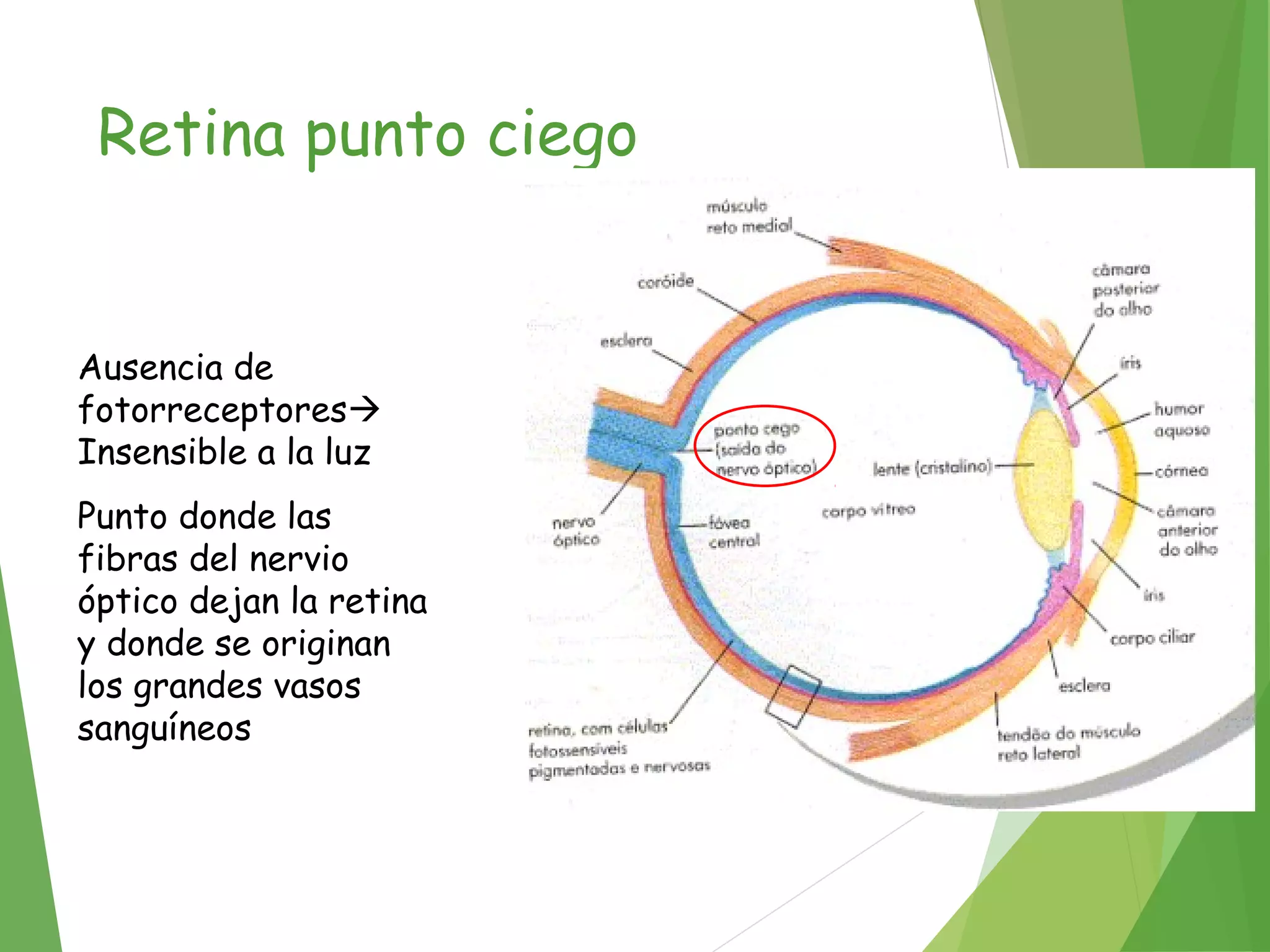 Sentido de la vista | PPT