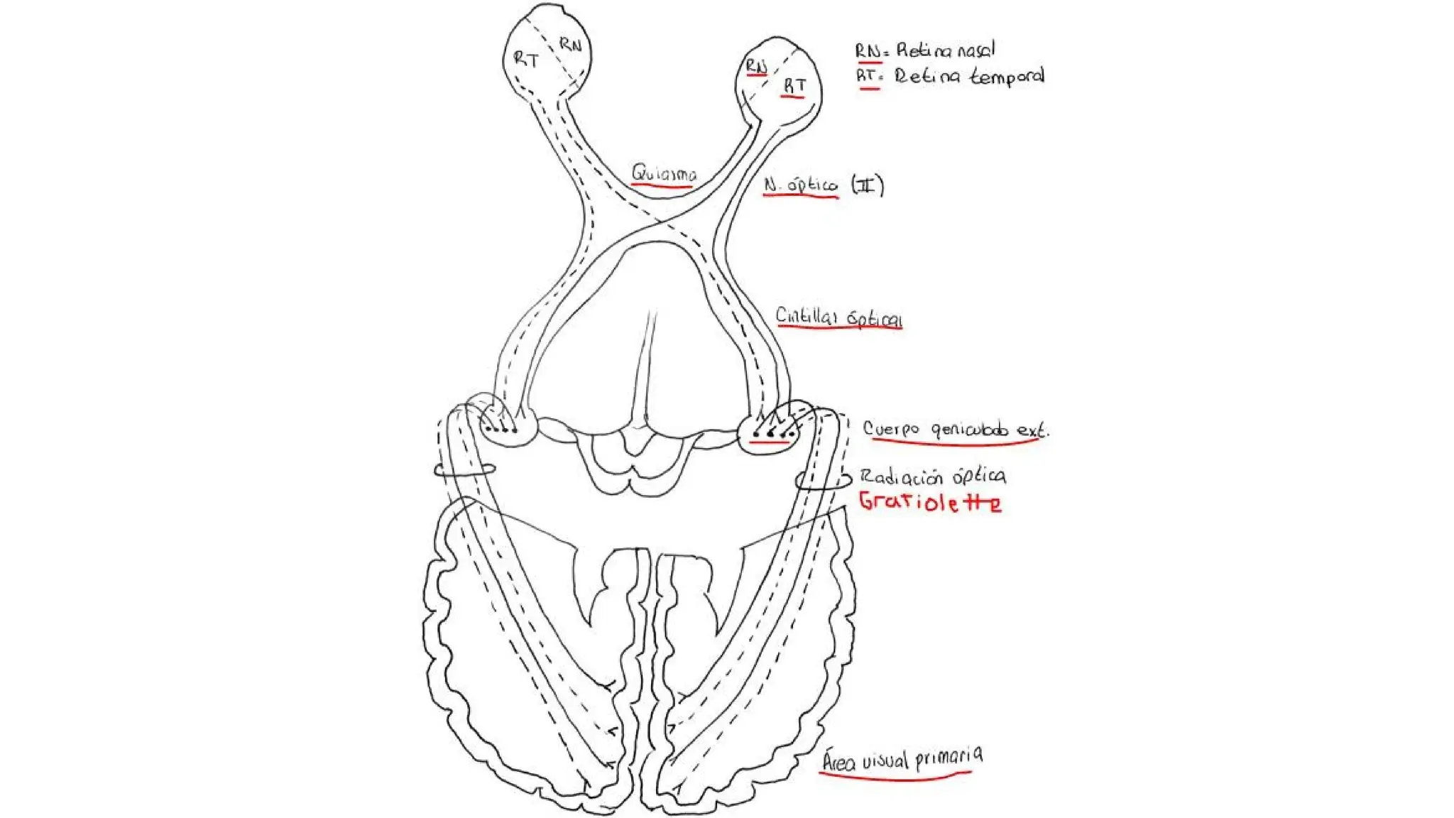 SENTIDO DE LA VISTA clase rAPIDA PPT.pptx
