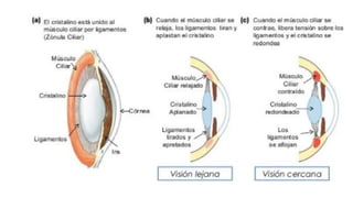 SENTIDO DE LA VISTA clase rAPIDA PPT.pptx