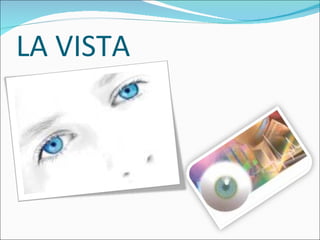 Sentido De La Vista Exposicion Complete | PPT