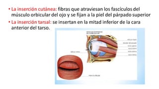 Sentido De La Vista Parte 3 anatomia y sus partess | PDF