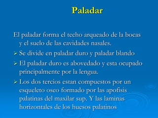 sentido del gusto anatomia humana sentidos | PPT