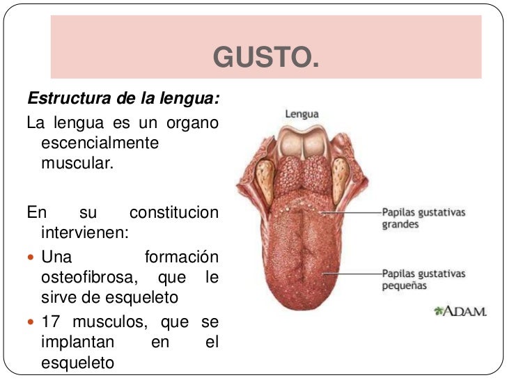 El sentido del gusto con sus partes - Imagui