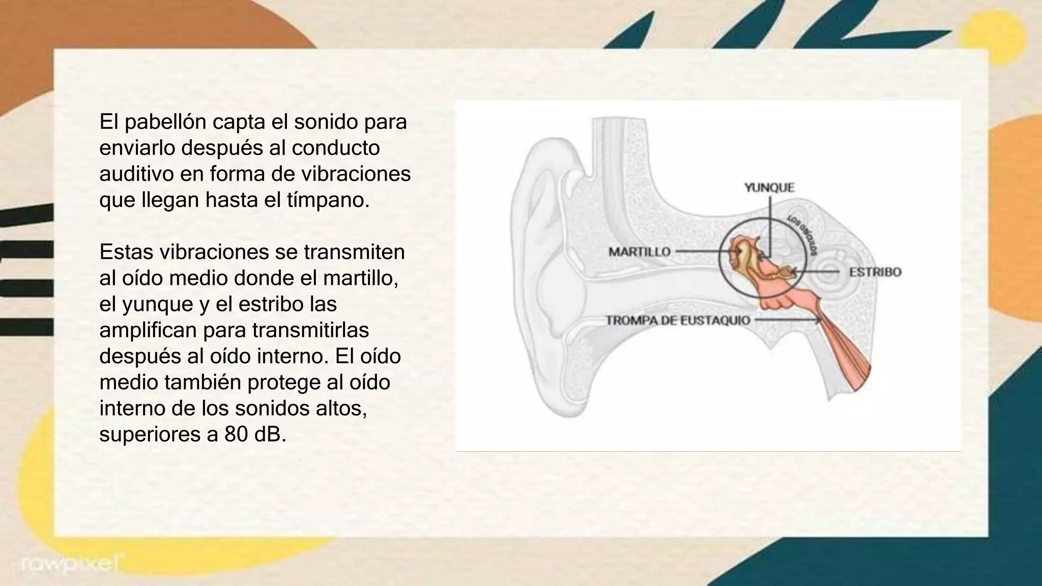 sentido del oido.pptx