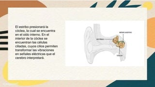 sentido del oido.pptx