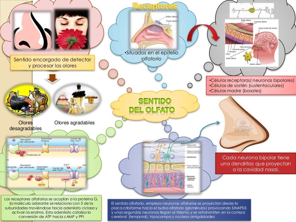 El Sentido Del Olfato El Sentido Del Olfato El Olfato - vrogue.co El Sentido Del Olfato El Sentido Del Olfato El Olfato - vrogue.co