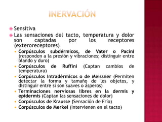 Sentido del tacto | PPTX
