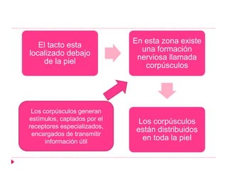 Sentido del tacto | PPTX