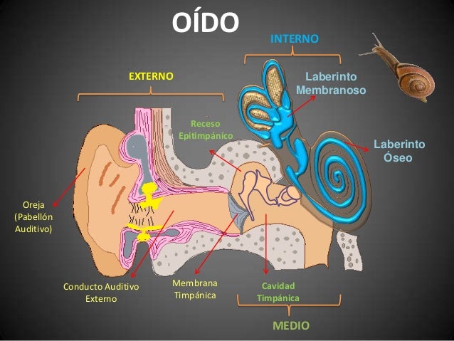 Sentido oido
