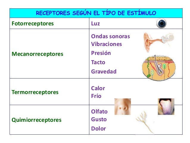 Órganos de los sentidos