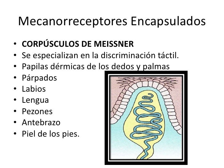 Un dermatólogo en el museo El tacto (I) corpúsculos de Meissner