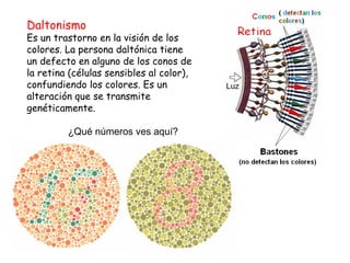 El ojo y la visión | PPT