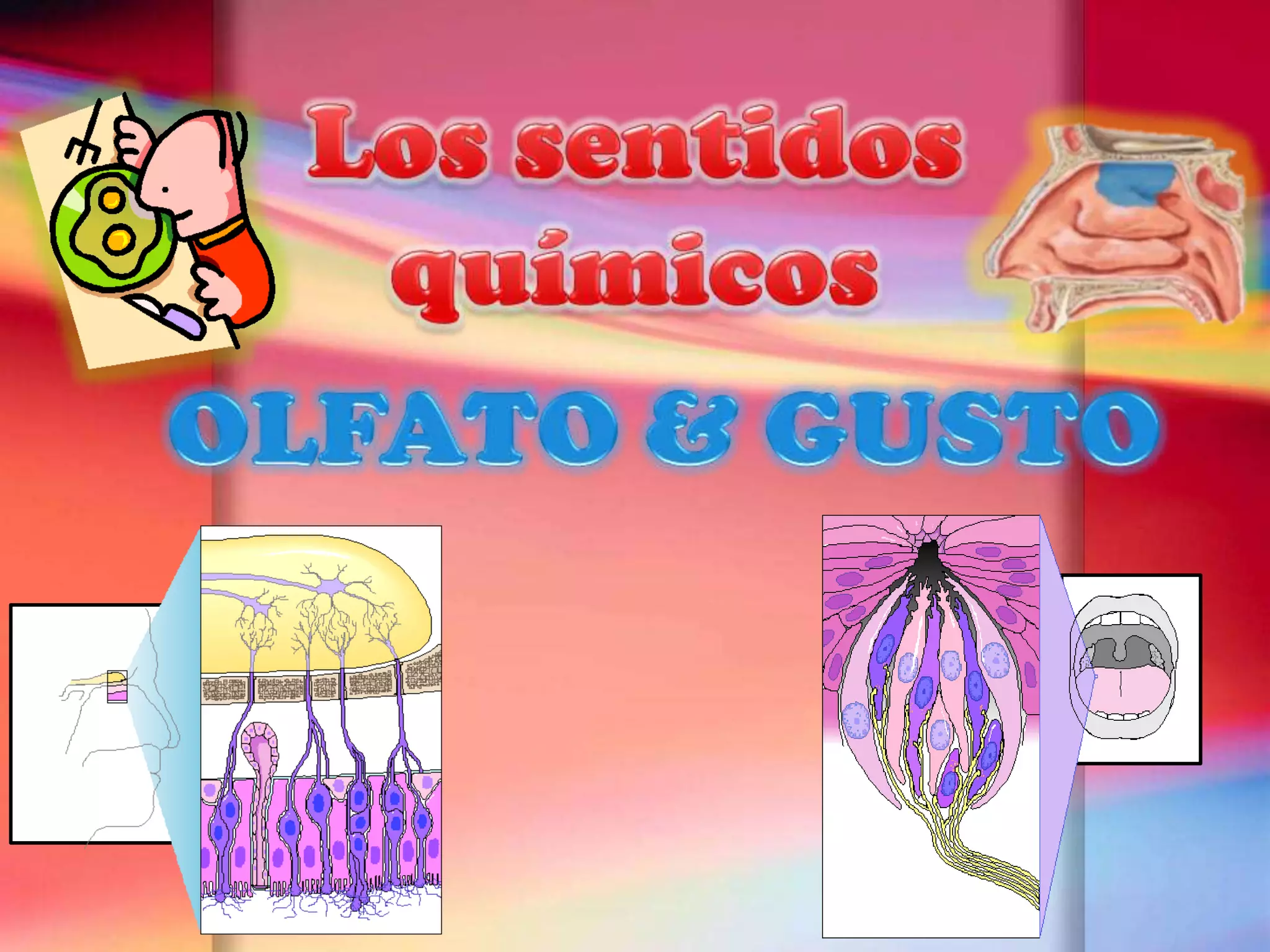 Sentidos Quimicos Olfato y Gusto | PPTX