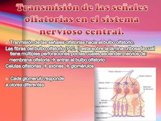 Sentidos Quimicos Olfato y Gusto | PPTX