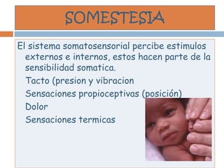 Sentidos somatosensoriales | PDF