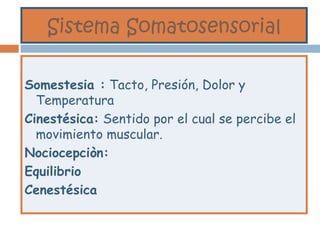 Sentidos somatosensoriales | PPT