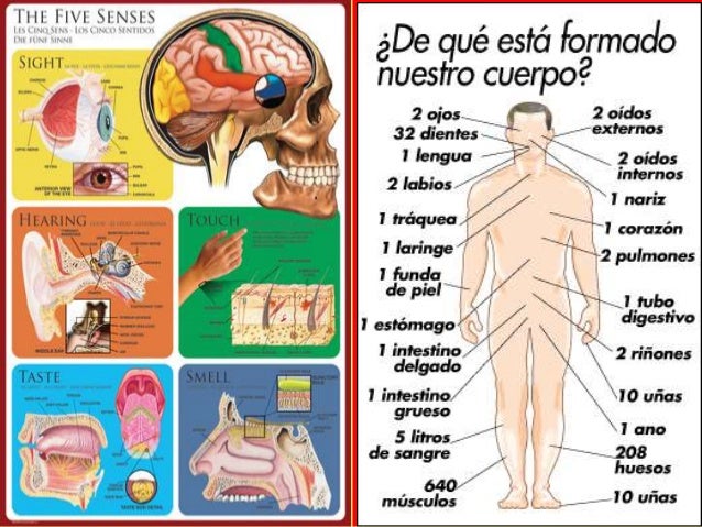 Sentidos y sistema nervioso