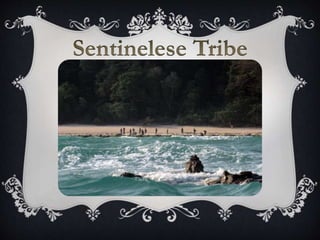 Sentinelese Tribe | PPTX