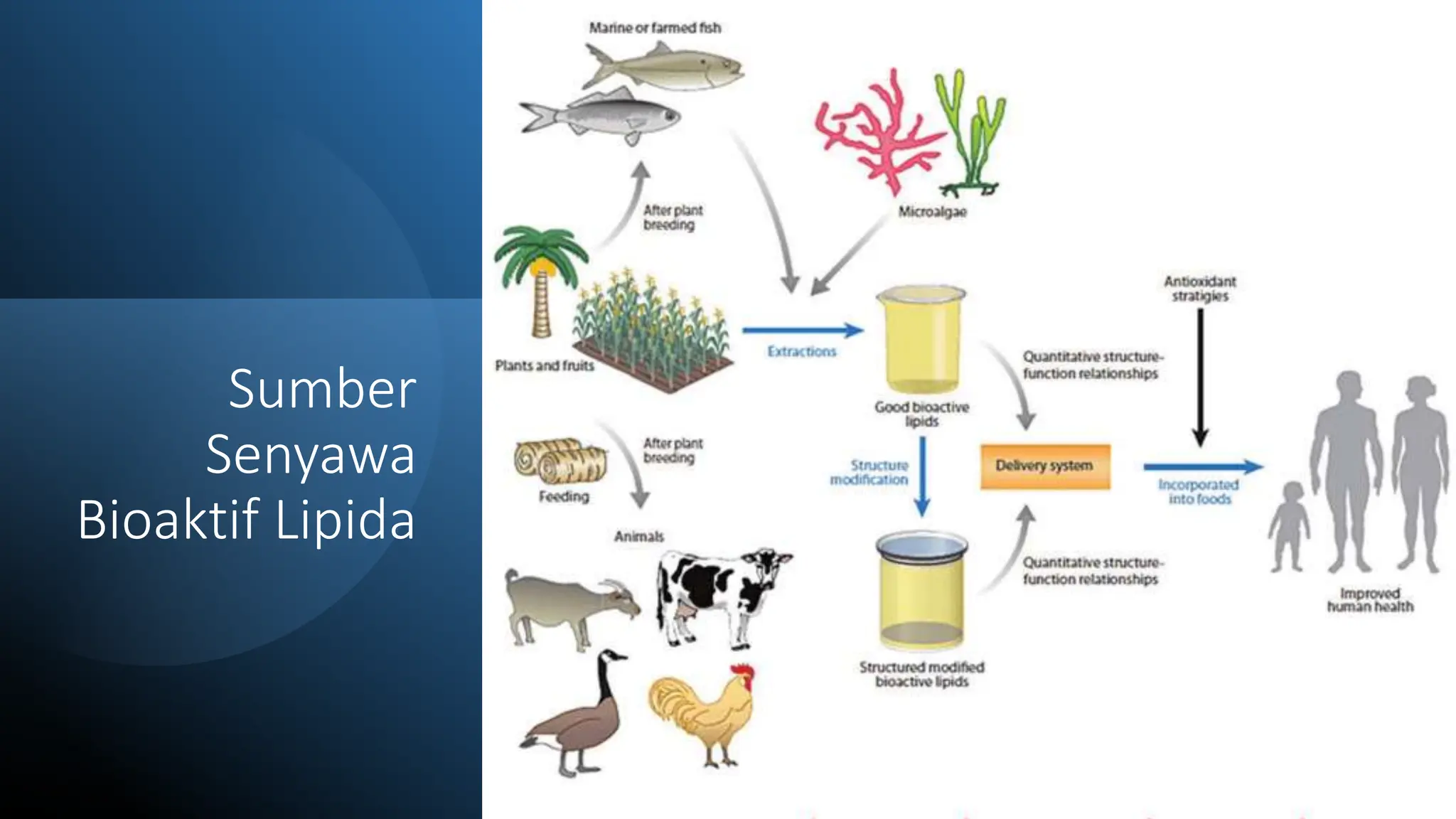 Pangan fungsional: Senyawa Bioaktif Lipida | PPTX