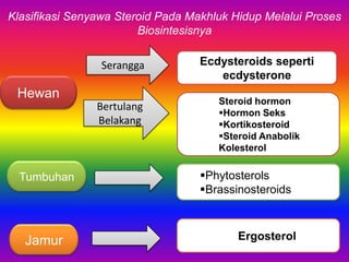 Senyawa steroid | PPTX