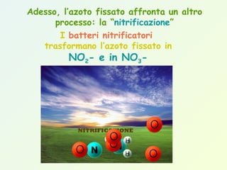 Azoto (da finire) | PPT