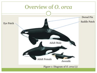 Separate orca populations presentation | PPTX