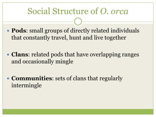 Separate orca populations presentation | PPTX