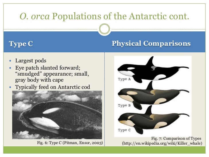 Separate orca populations presentation