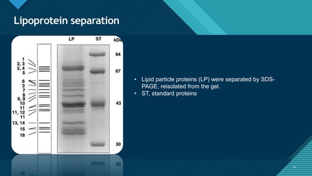 Separation and Identification of Lipids by Gel Electrophoresis | PPTX