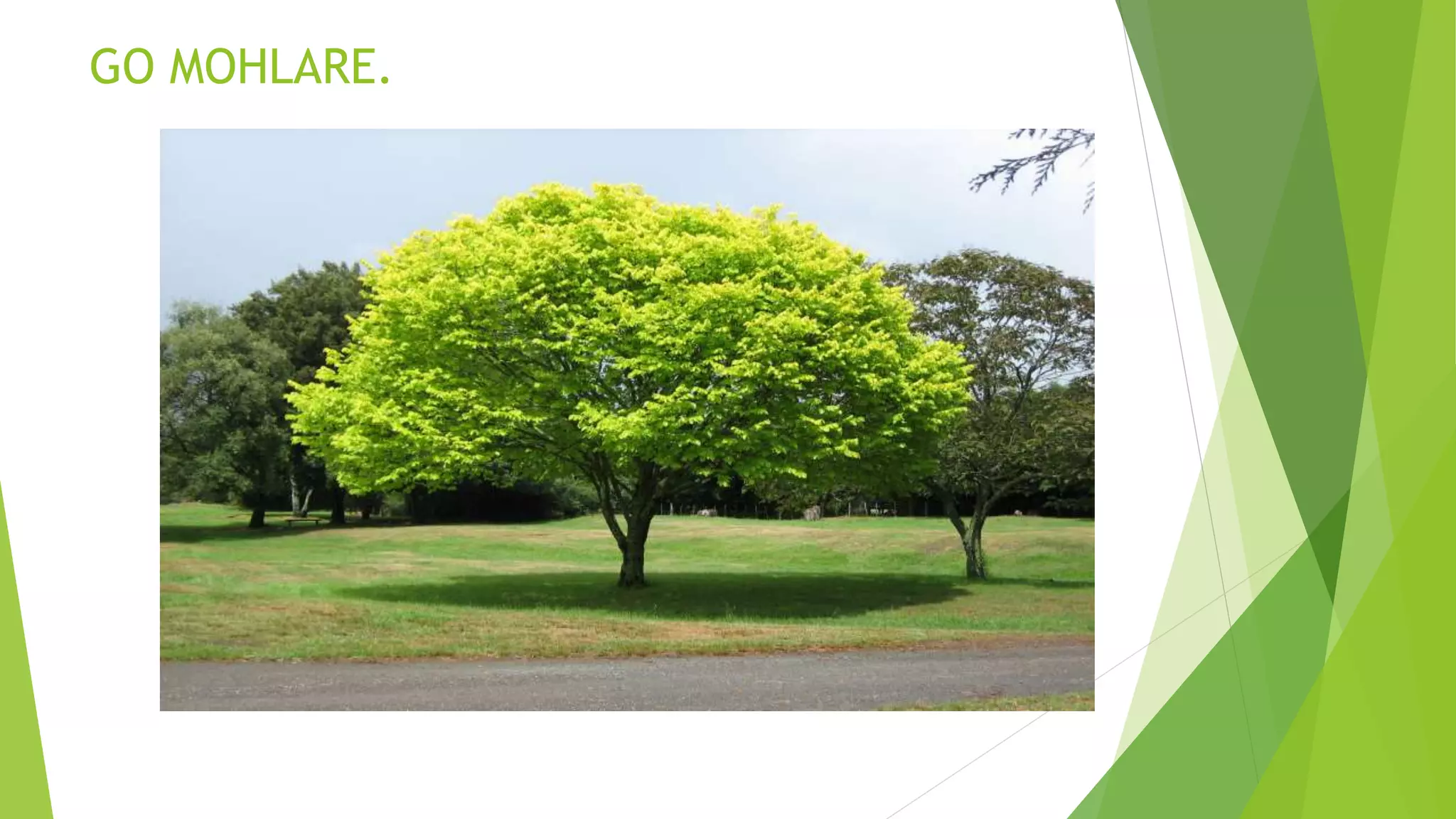 Sepedi methodology _prsentation_theto | PPTX