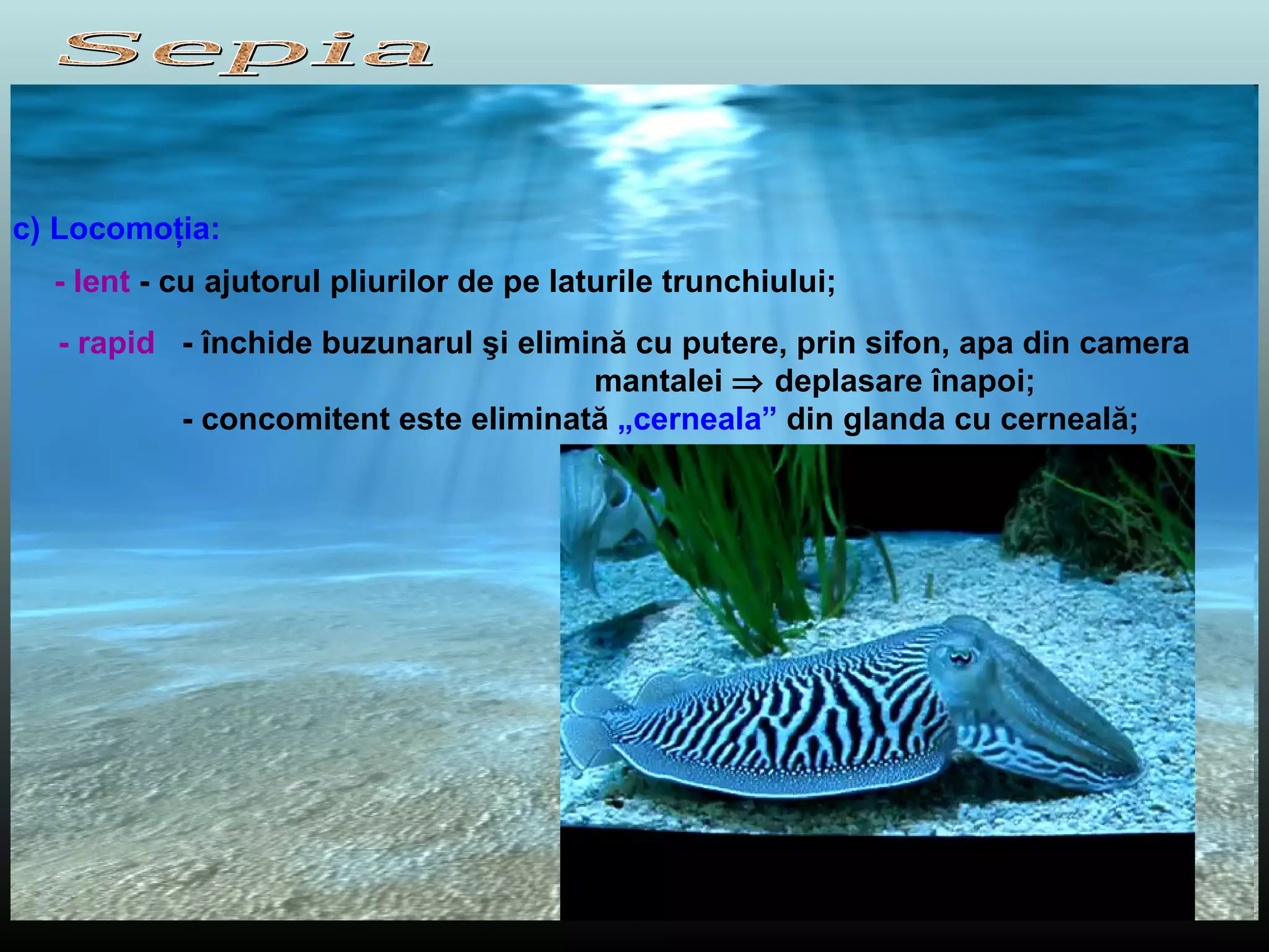 Sepia | PPT