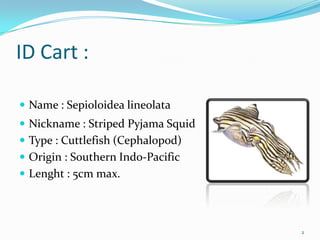 Sepioloidea lineolata | PPTX | Fish and Aquariums | Pets