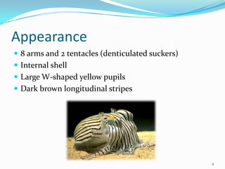 Sepioloidea lineolata | PPTX | Fish and Aquariums | Pets