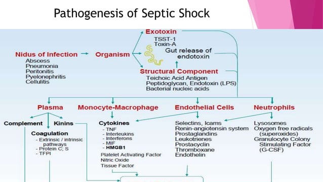 Sepsis and septic shock | PPTX