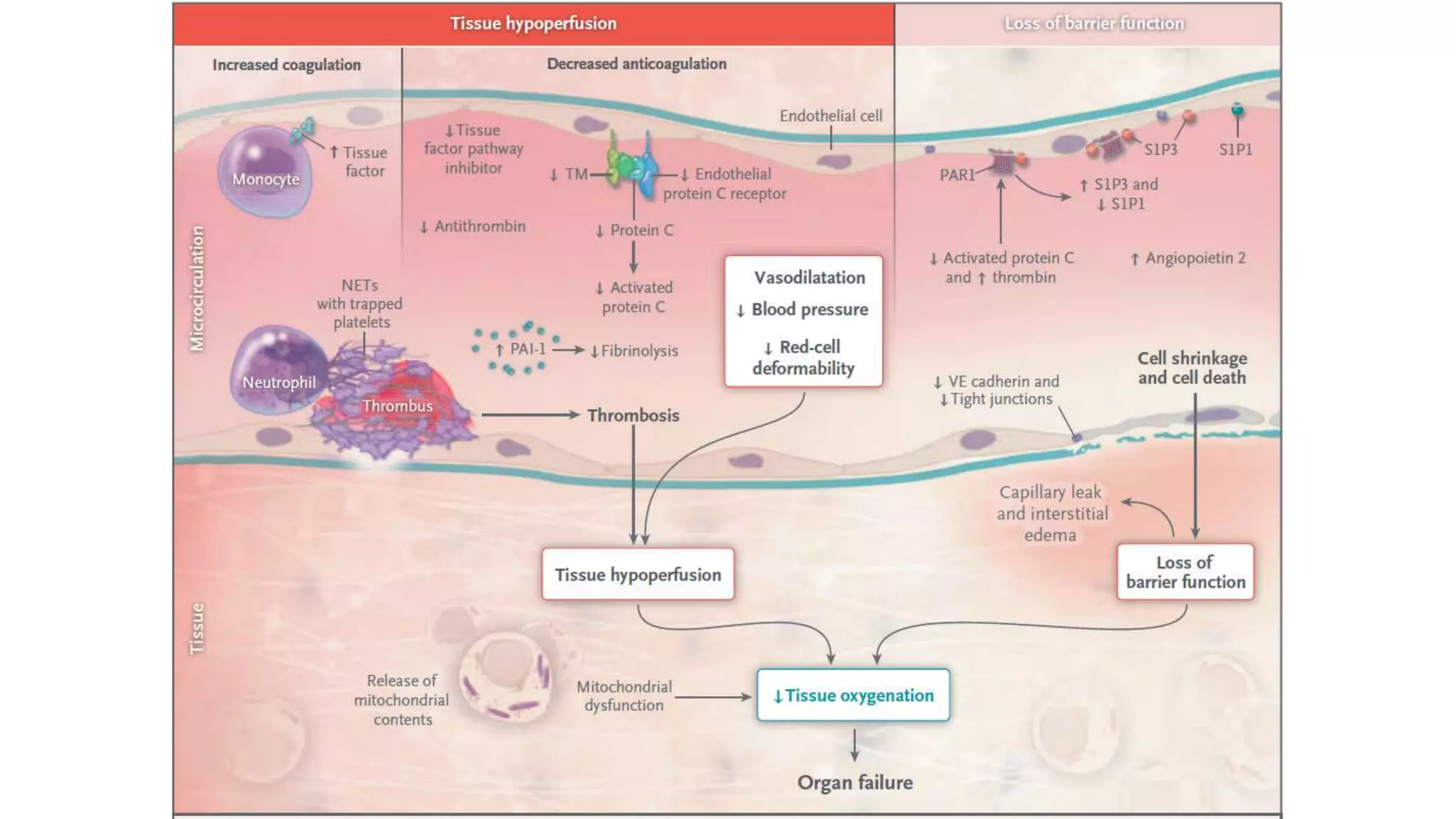 sepsis and septic shock guidelines[12585].pptx