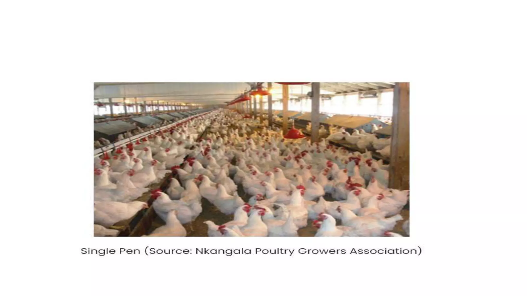 Organic Chicken | PPTX