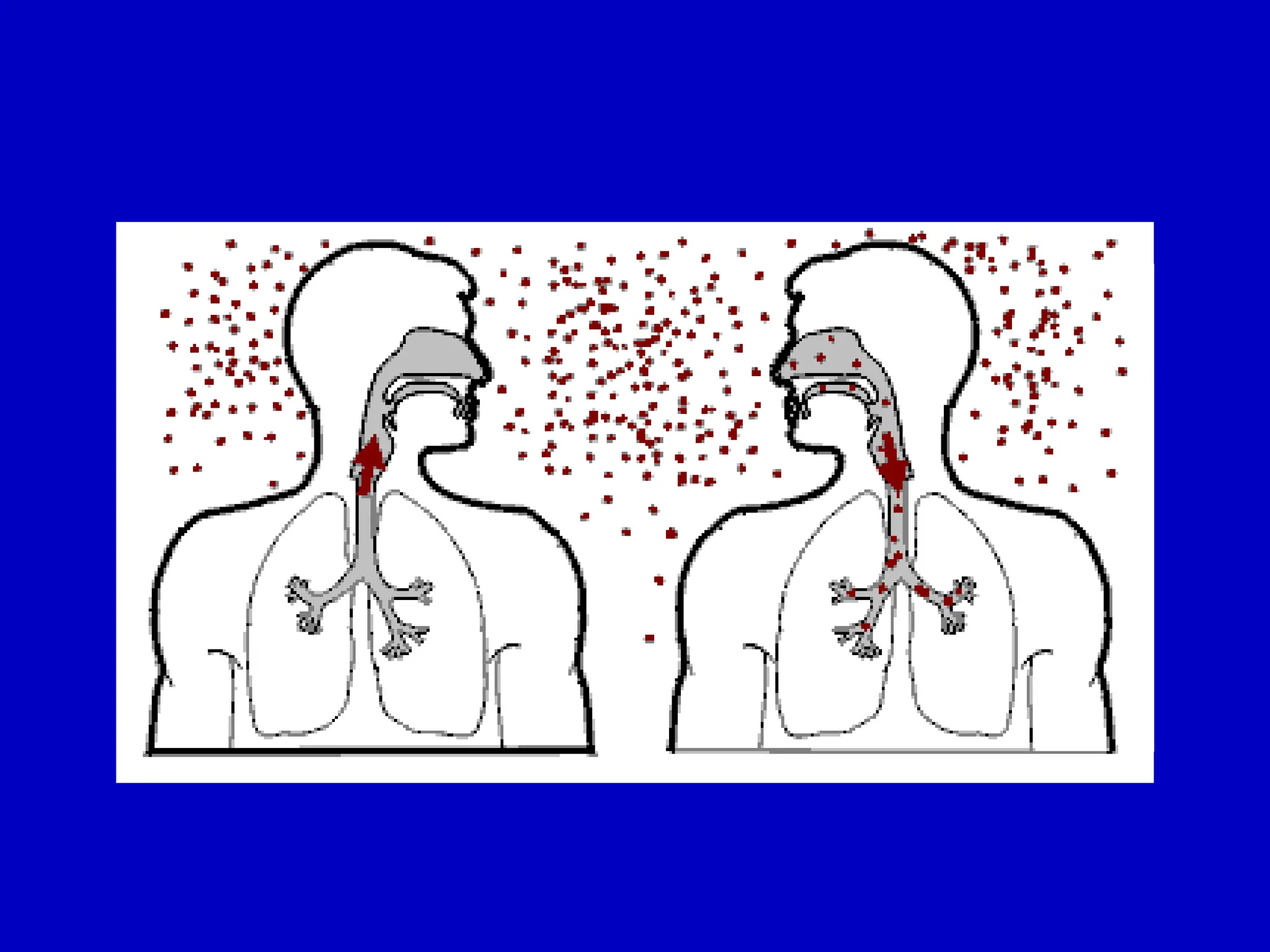 Tuberculosis disease and latent tuberculosis infection | PPT