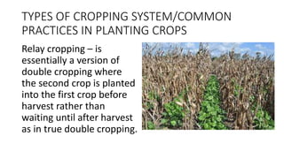 September 30, 2022 Lesson Agri-crop.pptx