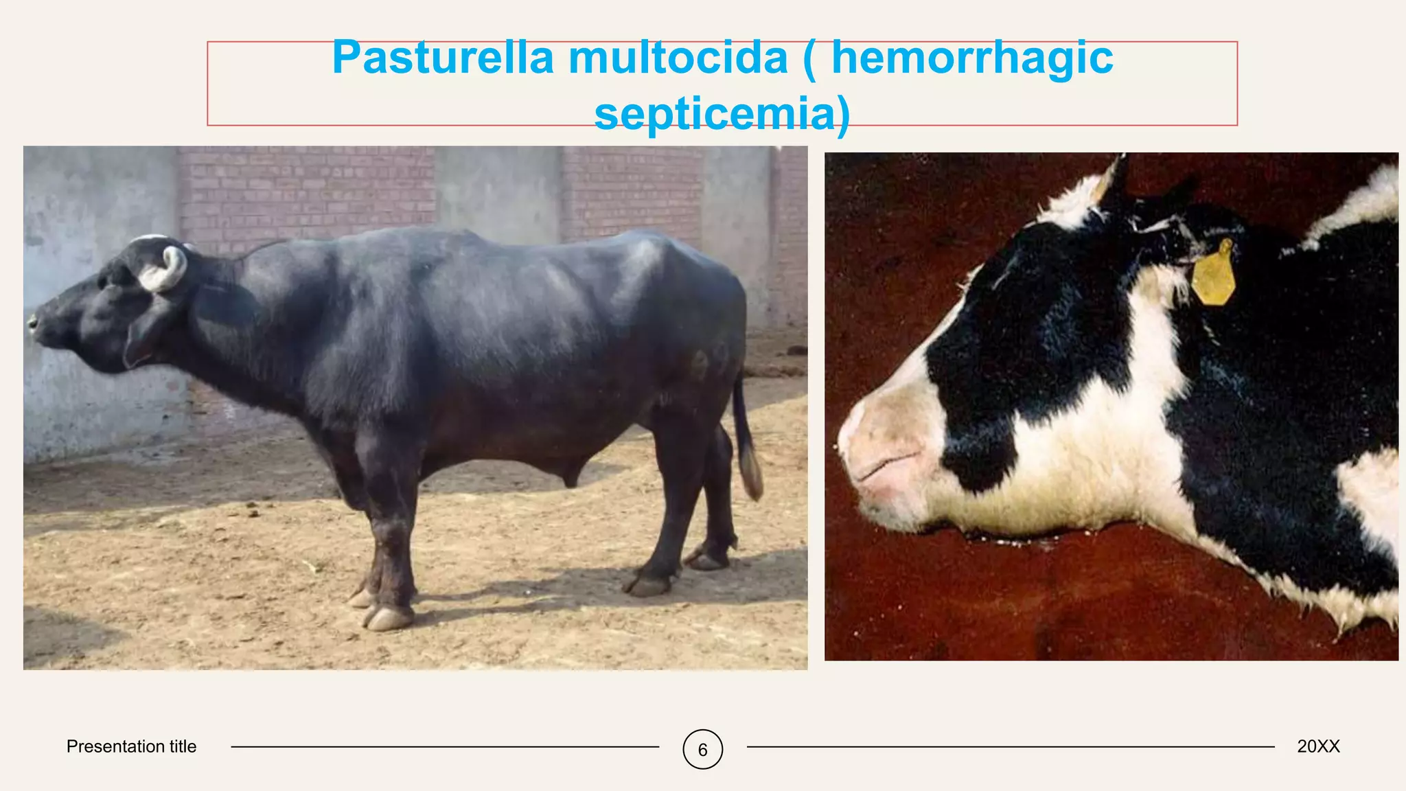 Septicemia and toxemia.pptx