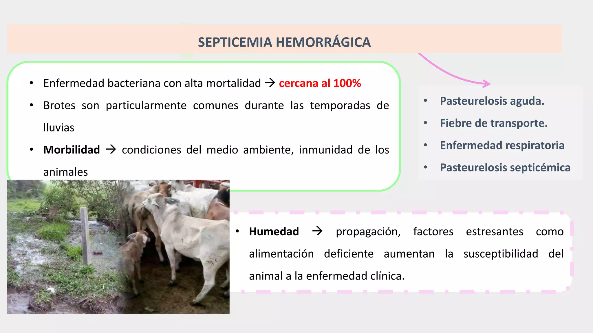 Septicemia hemorrágica lisseth torres | PPTX