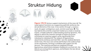 Septorhinoplasty anatomy and physiology.pptx