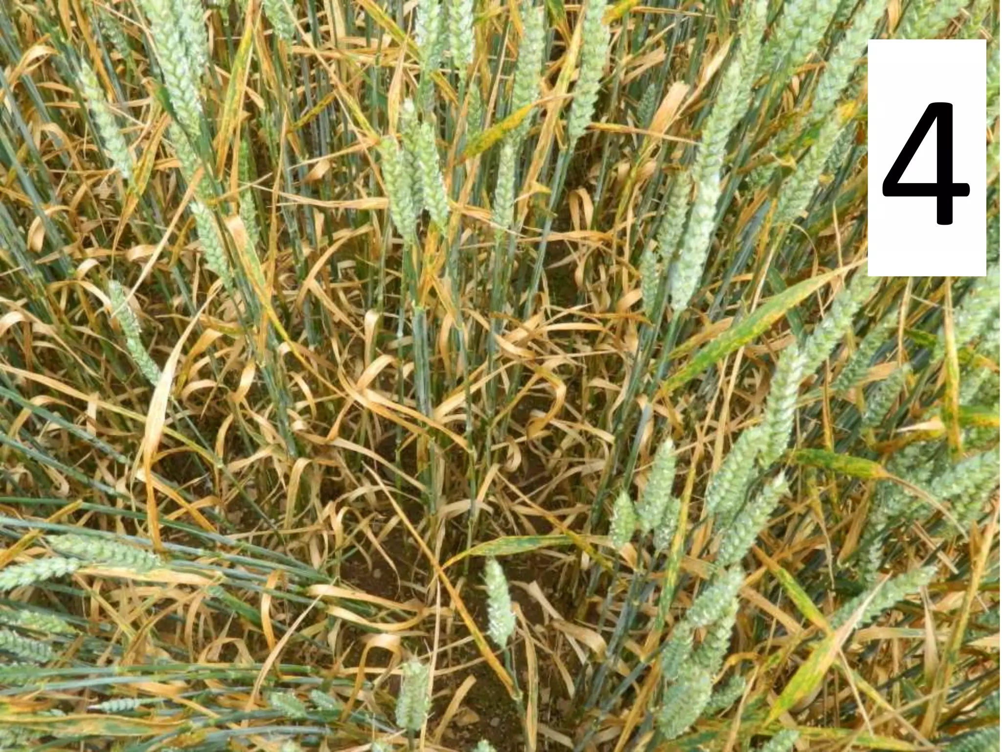 Septoria tritici on wheat varieties with different RL resistance ...