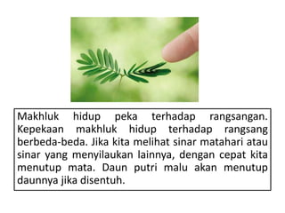 PERTUMBUHAN DAN PERKEMBANGAN MAKHLUK HIDUP | PPTX