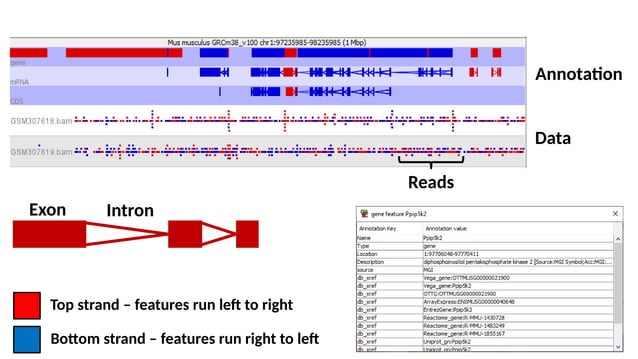 Seqmonk Tool Tutorial Slides For Learning How To Analyze Rnaseq Ppt