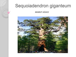 Sequaia sempervirens & Sequoiadendron giganteum | PPTX