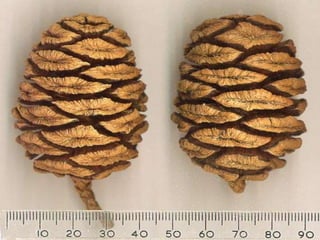 Sequaia sempervirens & Sequoiadendron giganteum | PPT
