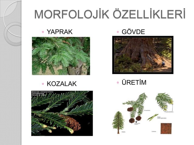 Sequaia sempervirens & Sequoiadendron giganteum | PPT