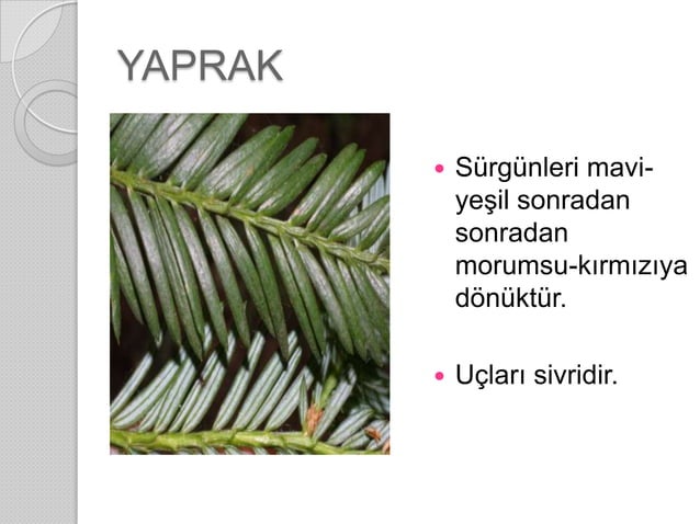 Sequaia sempervirens & Sequoiadendron giganteum | PPT